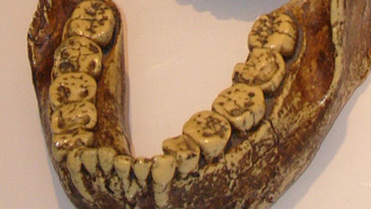 Paranthropus Boisei Teeth Paranthropus Boisei Skull (OH 5) Male