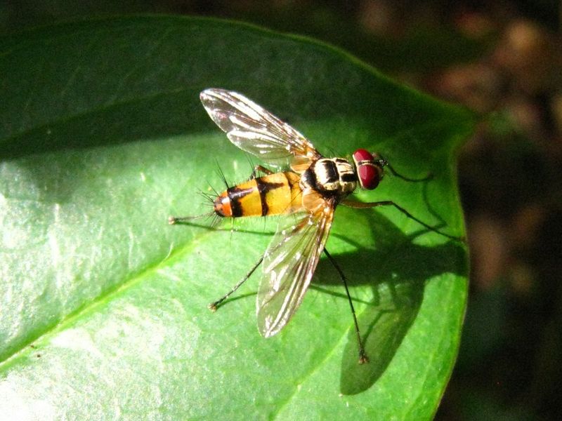 Sandfly in Kinabalu National Park, Borneo | Smithsonian Photo Contest ...