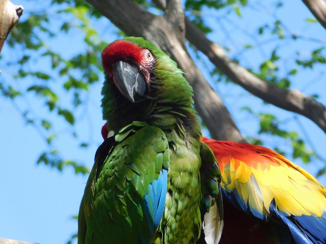 A parrot in the shade | Smithsonian Photo Contest | Smithsonian Magazine