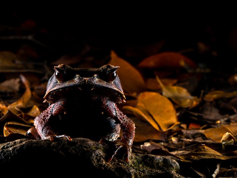 Grumpy Frog | Smithsonian Photo Contest | Smithsonian Magazine