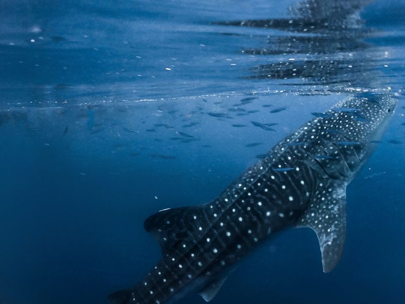 Butanding | Smithsonian Photo Contest | Smithsonian Magazine