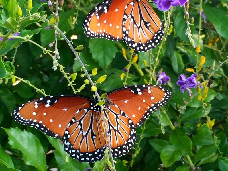 Two Butterflies | Smithsonian Photo Contest | Smithsonian Magazine