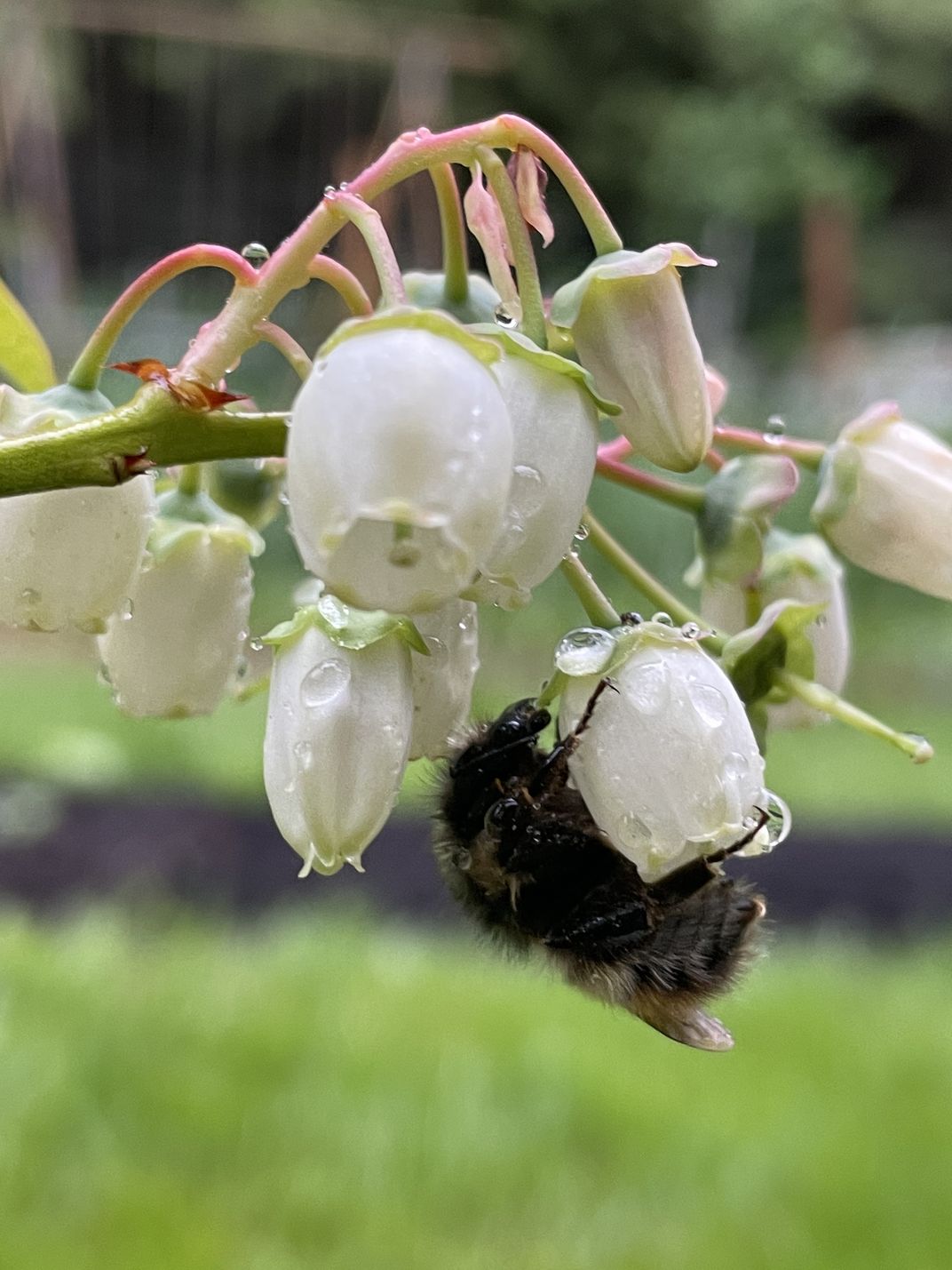 Bumblebee on a blueberry flower | Smithsonian Photo Contest ...