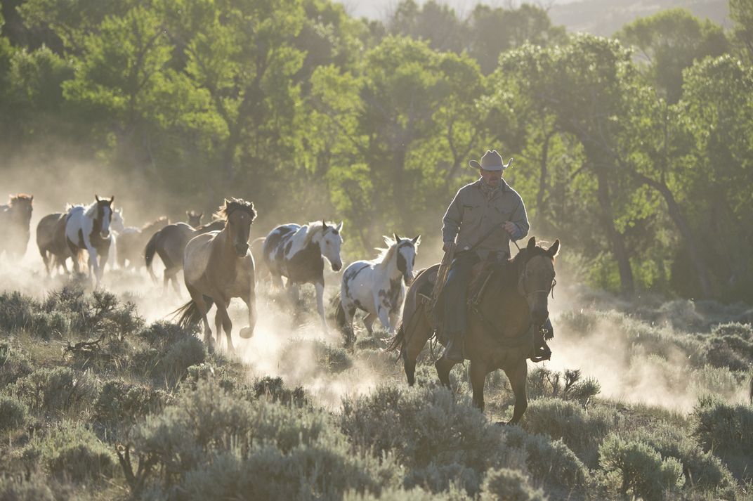 Cowboys herding horses, horses at the CM Ranch near Dubois, Wyoming ...