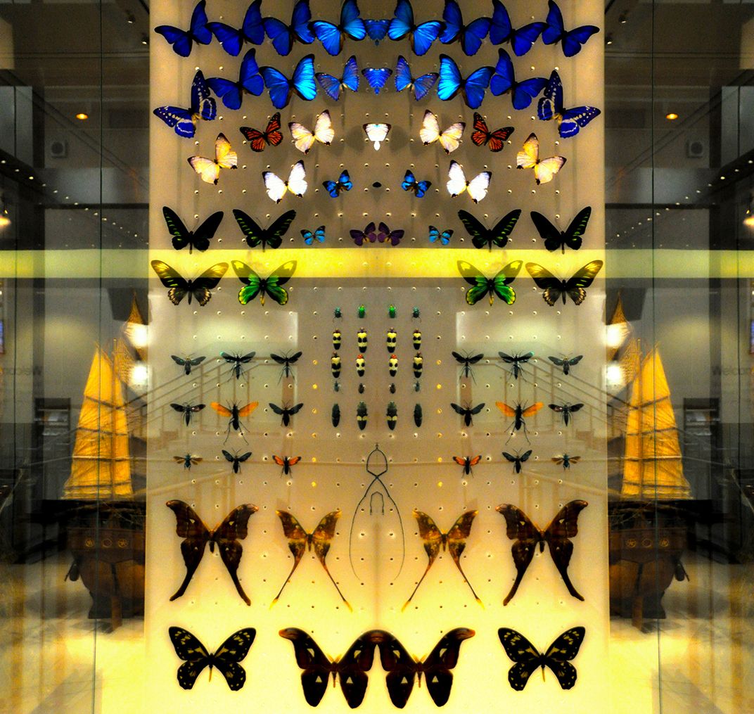 Insect Display at the Belfast Museum | Smithsonian Photo Contest ...