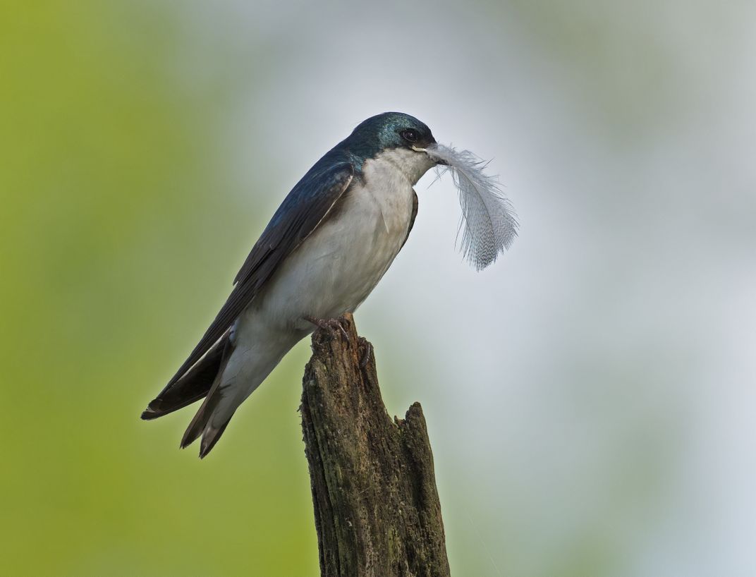 tree swallow with a feather | Smithsonian Photo Contest | Smithsonian ...