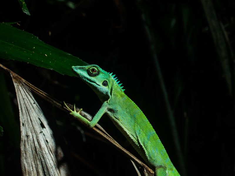 My friend, the Green Crested Lizard. | Smithsonian Photo Contest ...