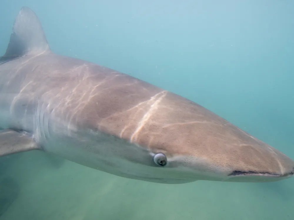 sandbar shark attack