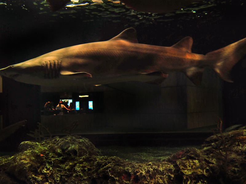 This shark was photographed in the Coral Reef exhibit at the National ...