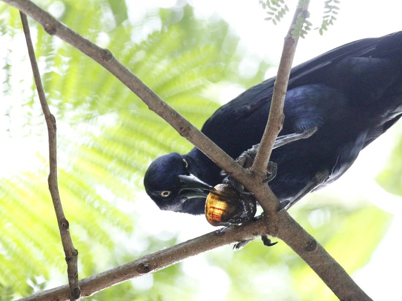 Crow Eating a Snail - Backlit | Smithsonian Photo Contest | Smithsonian ...