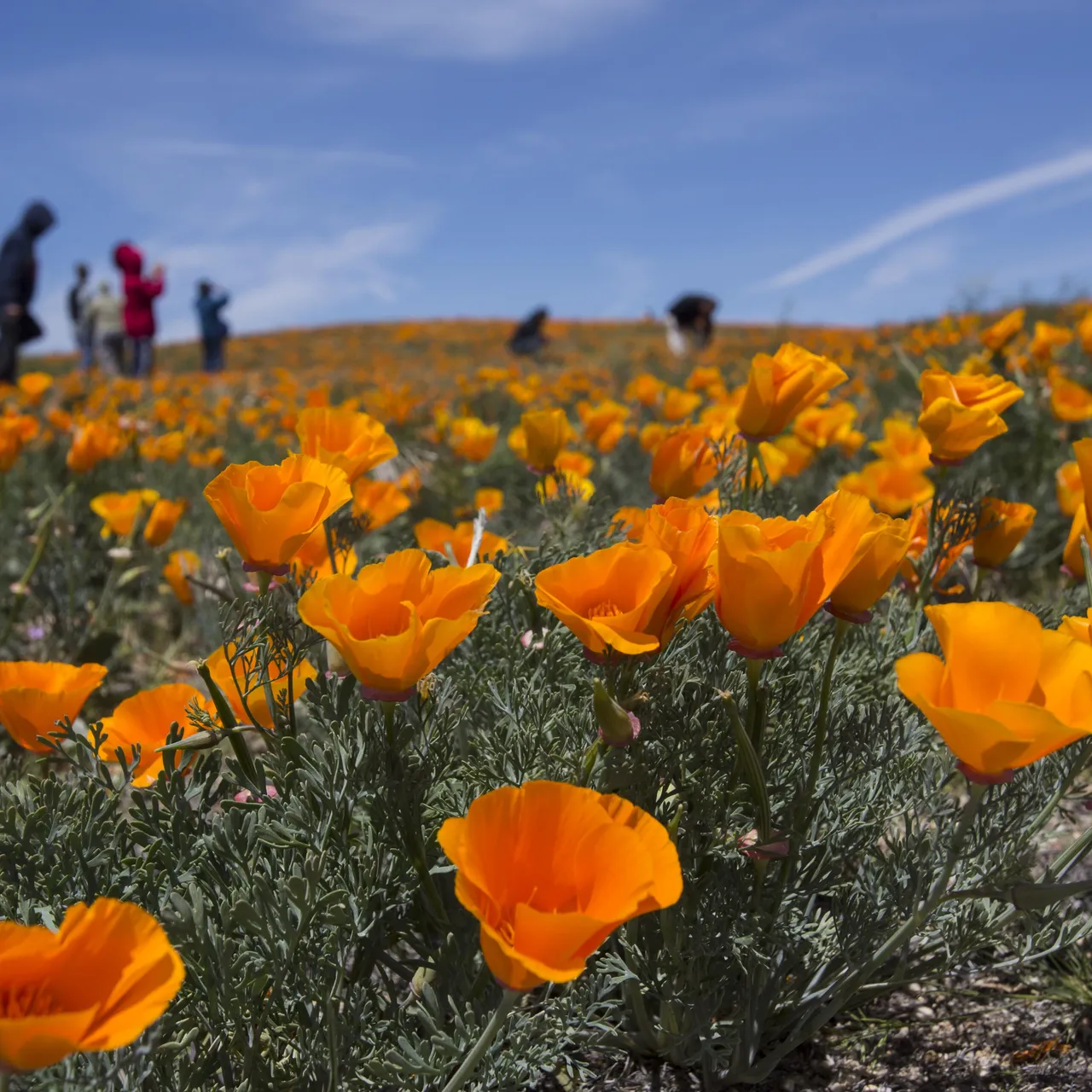 Antelope Valley California Poppy Fields