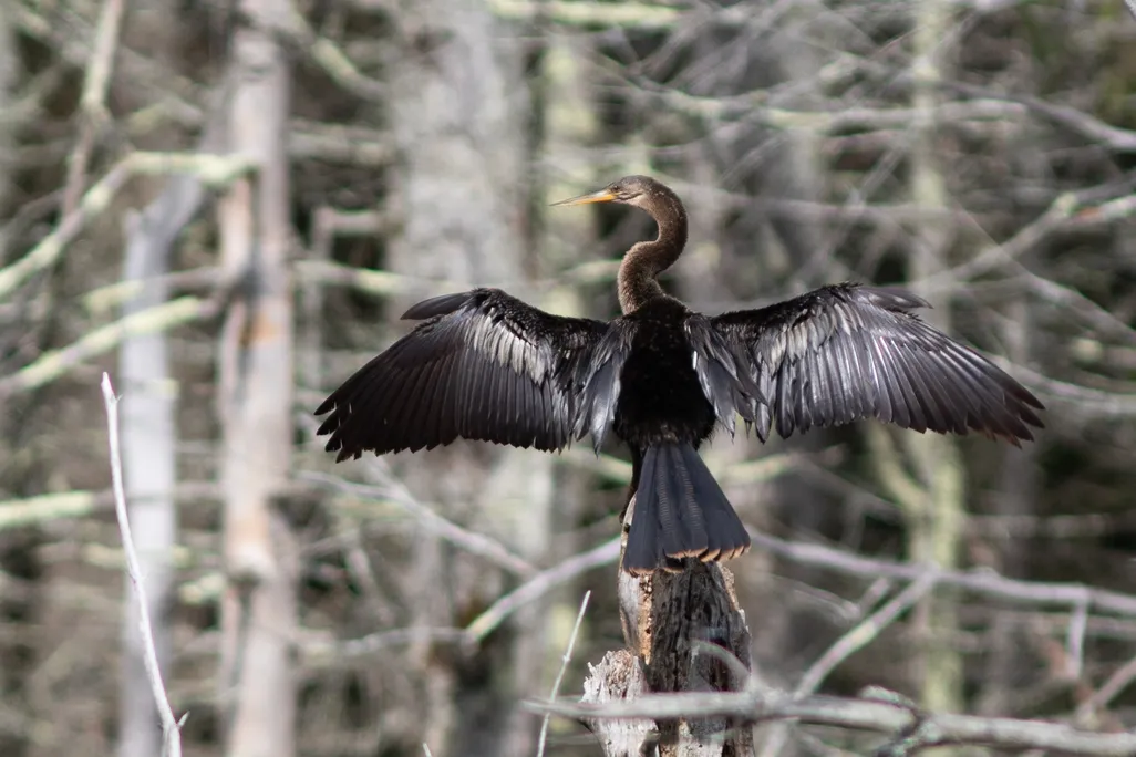 black anhinga
