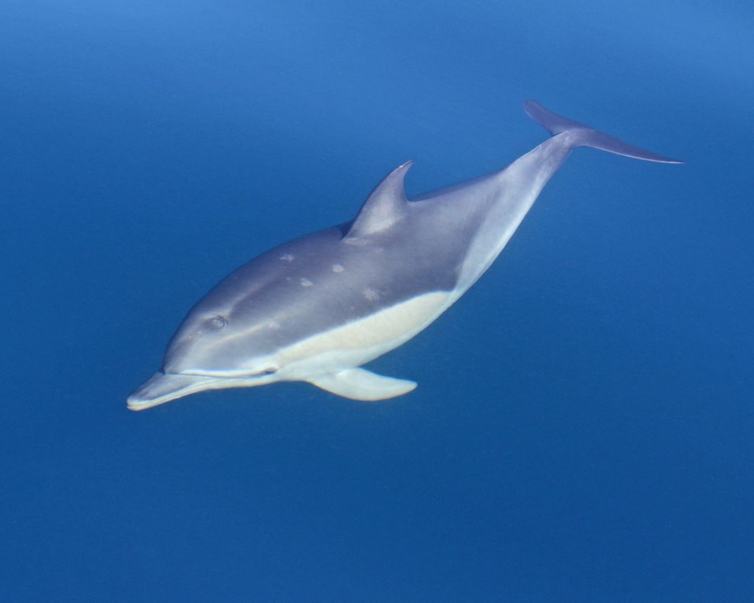 A Common Dolphin under the water at Hauraki Gulf in New Zealand ...