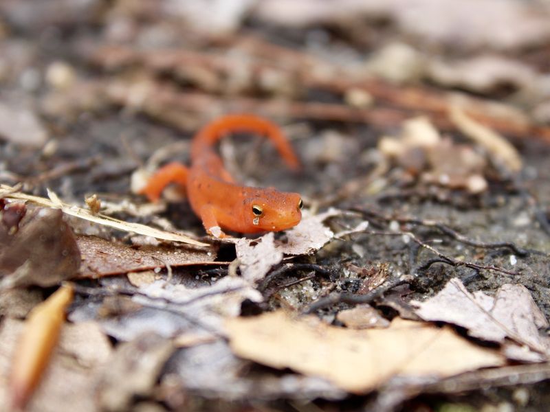 Baby Spotted Salamander | Smithsonian Photo Contest | Smithsonian Magazine