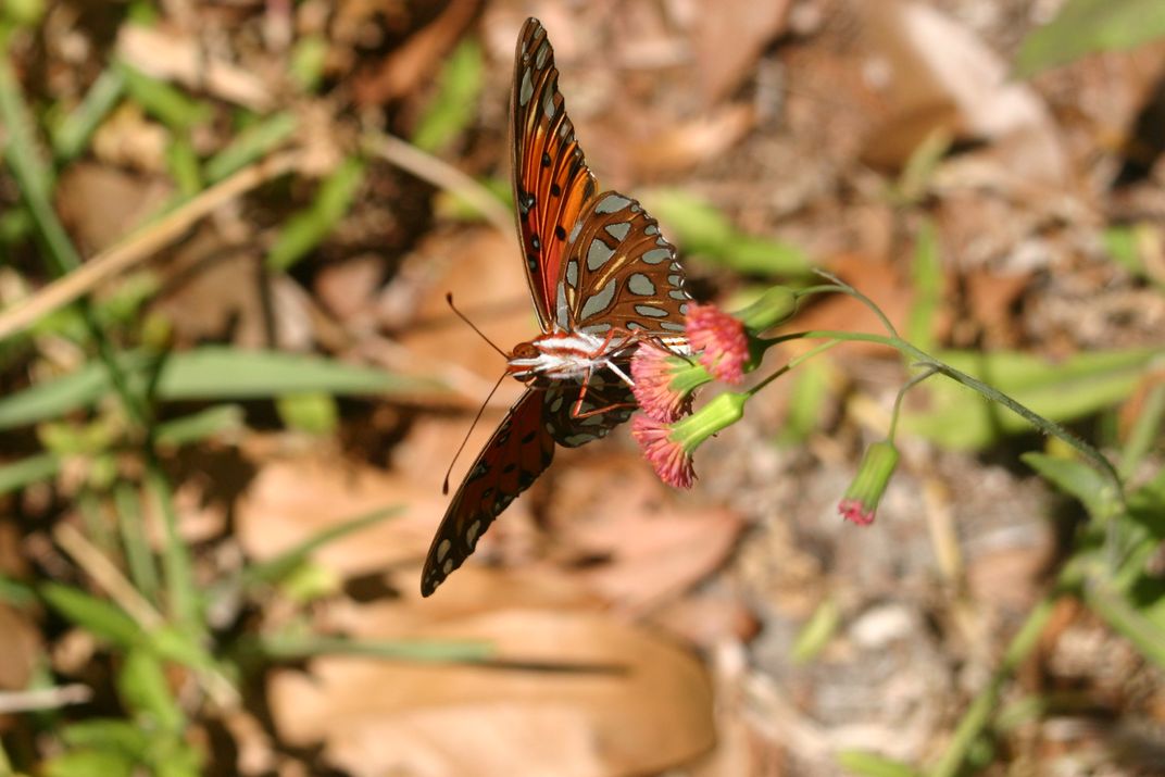 Life of a Butterfly | Smithsonian Photo Contest | Smithsonian Magazine