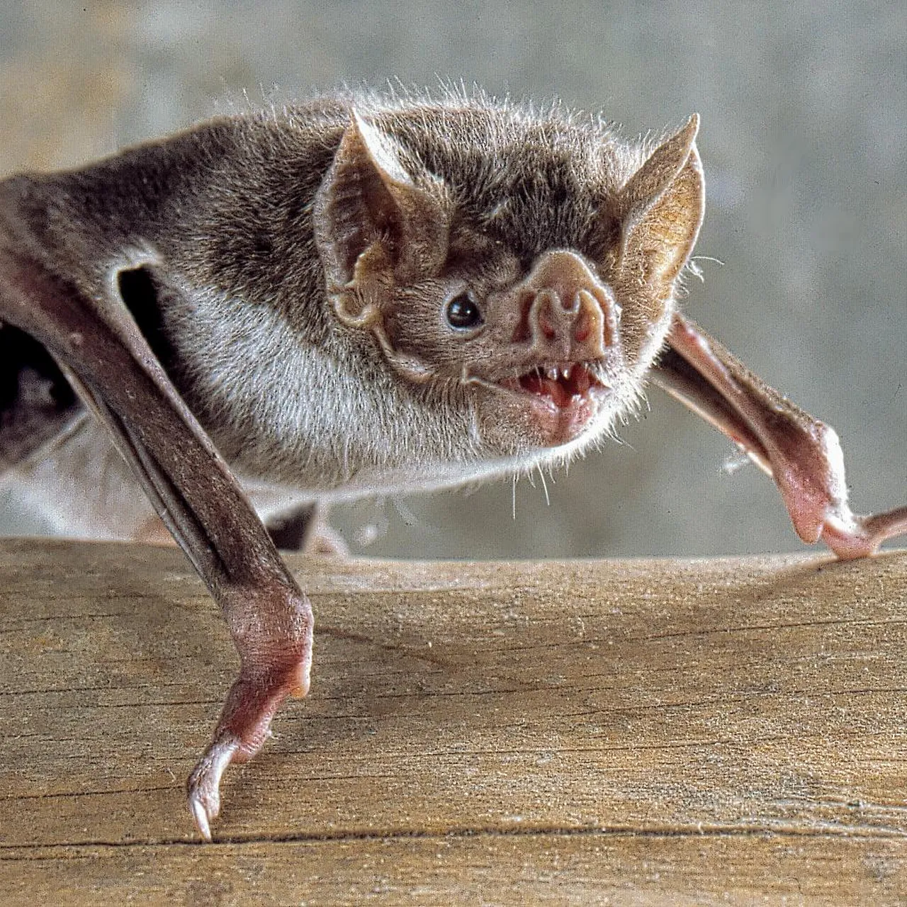 What Does A Bat Look Like Up Close And Personal - Infoupdate.org