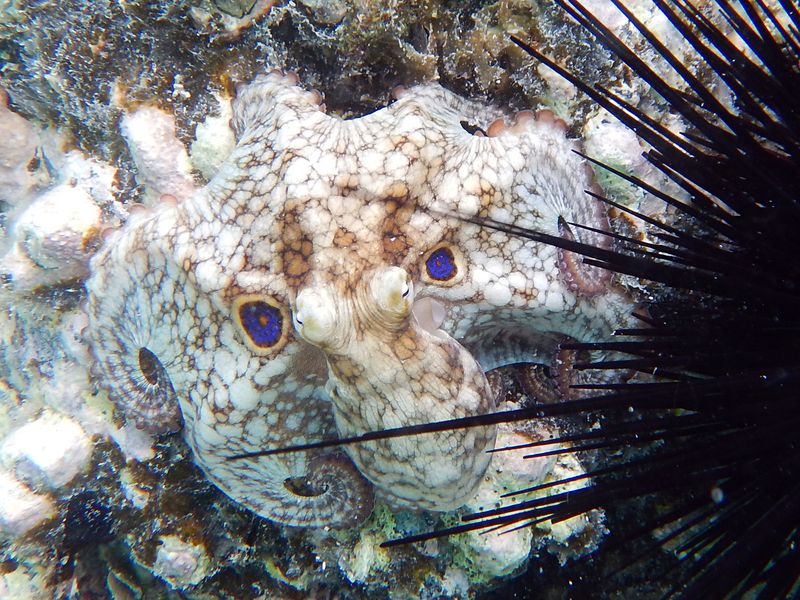 A rare Caribbean Two-spot Octopus | Smithsonian Photo Contest ...