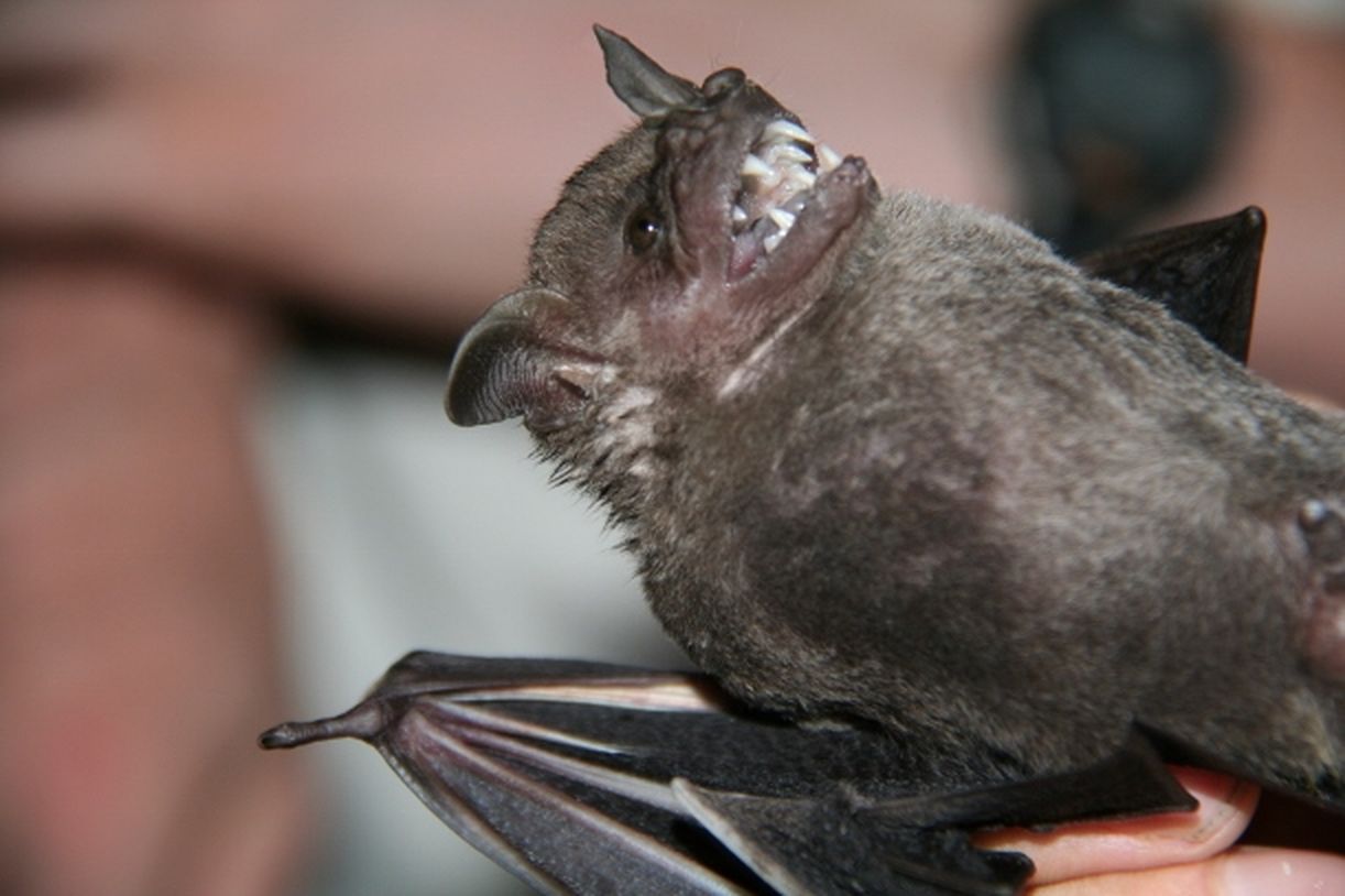 A Night in the Forest Capturing Bats