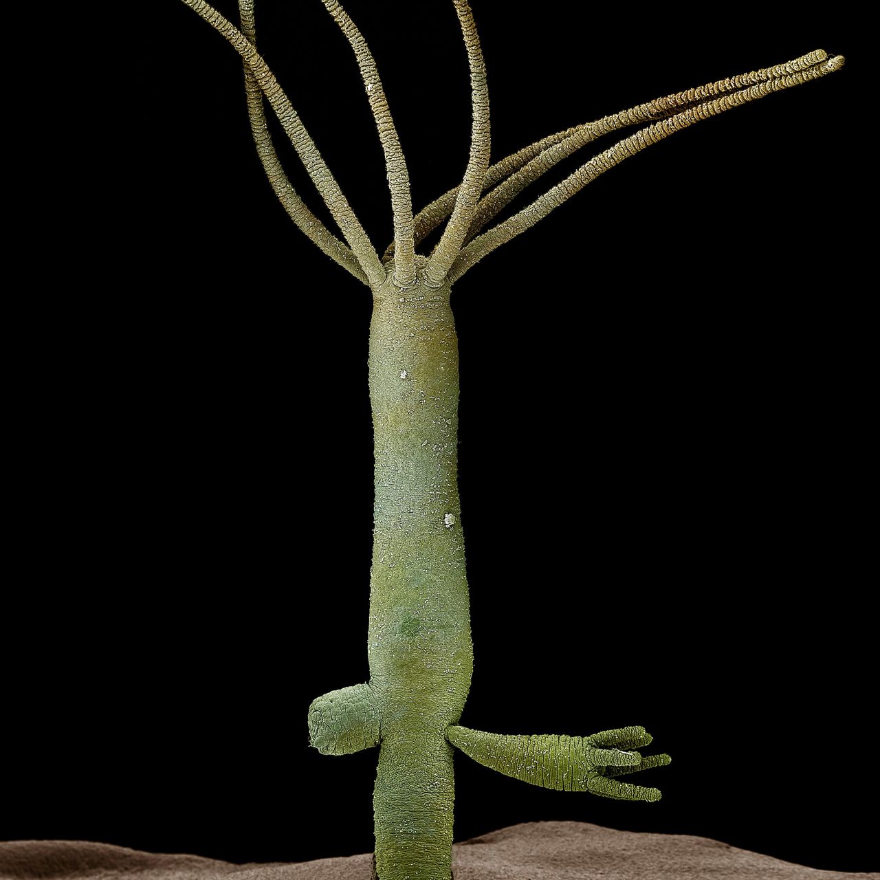 Hydra Animal In Real Life