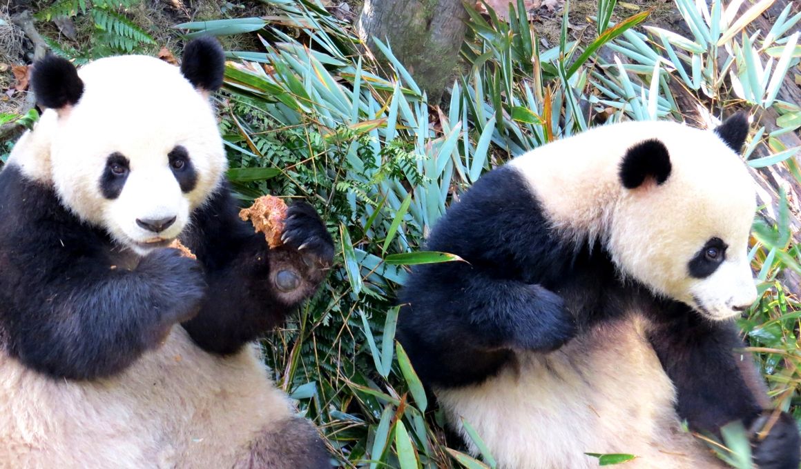 National Zoo and Conservation Biology Institute Blog | Smithsonian Magazine