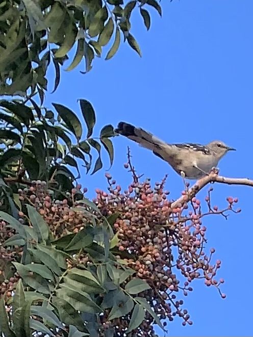 MOCKINGBIRD ON A BLOOMING TREE | Smithsonian Photo Contest ...