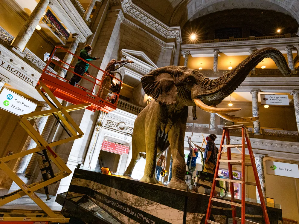 How Do You Clean an 11-Ton Elephant? One Brushstroke at a Time | Smithsonian Voices | National ...