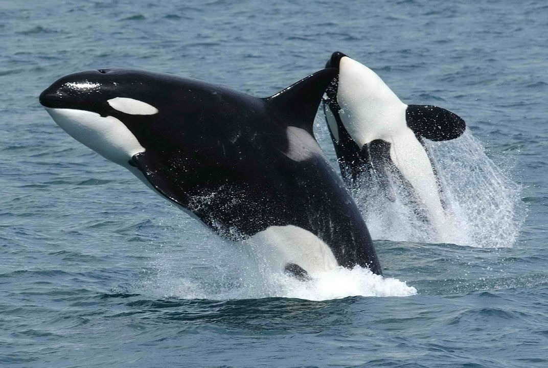 commerson's dolphin predators