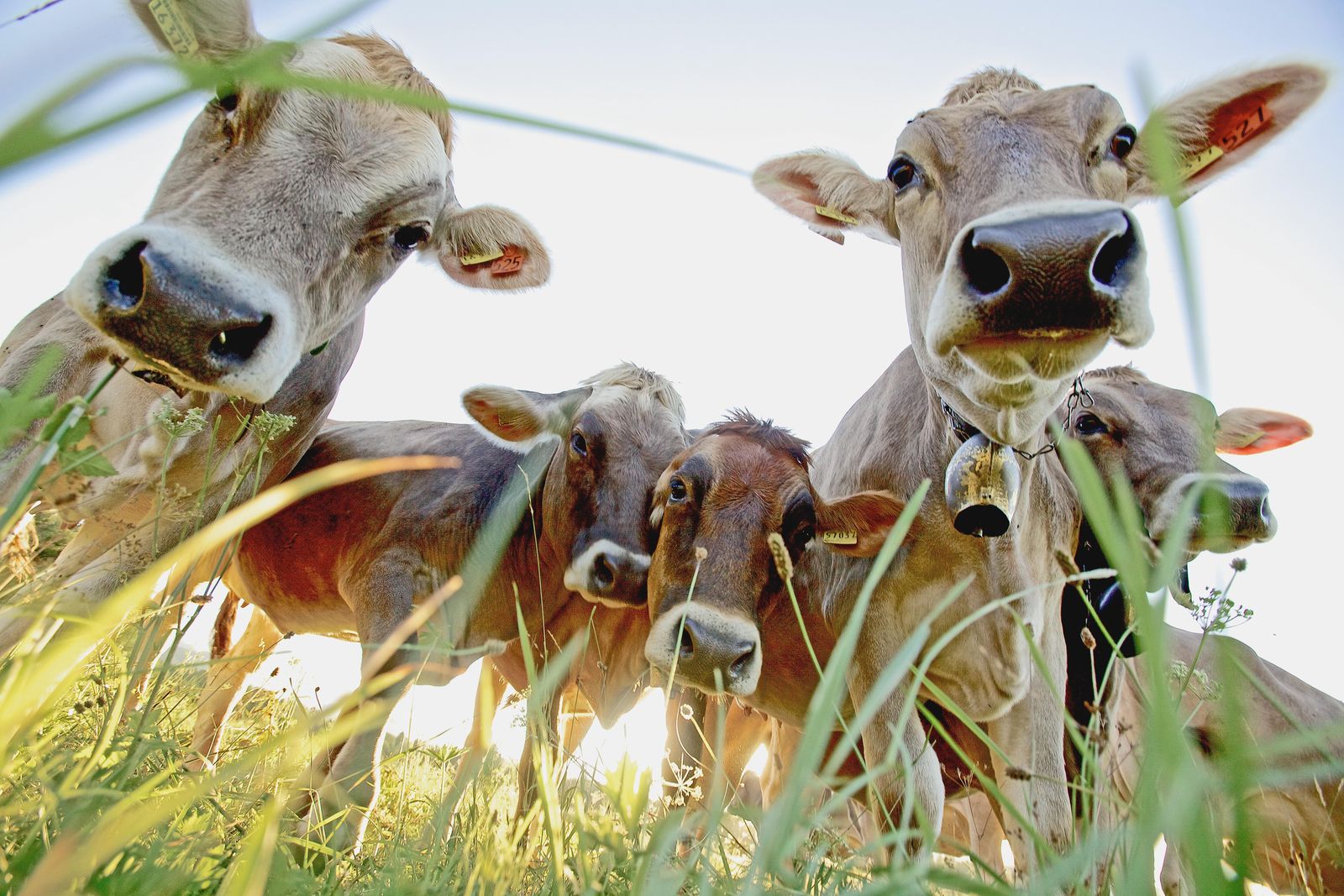 By Keeping Cows From Burping, This Drug Could Slow Down Climate Change ...