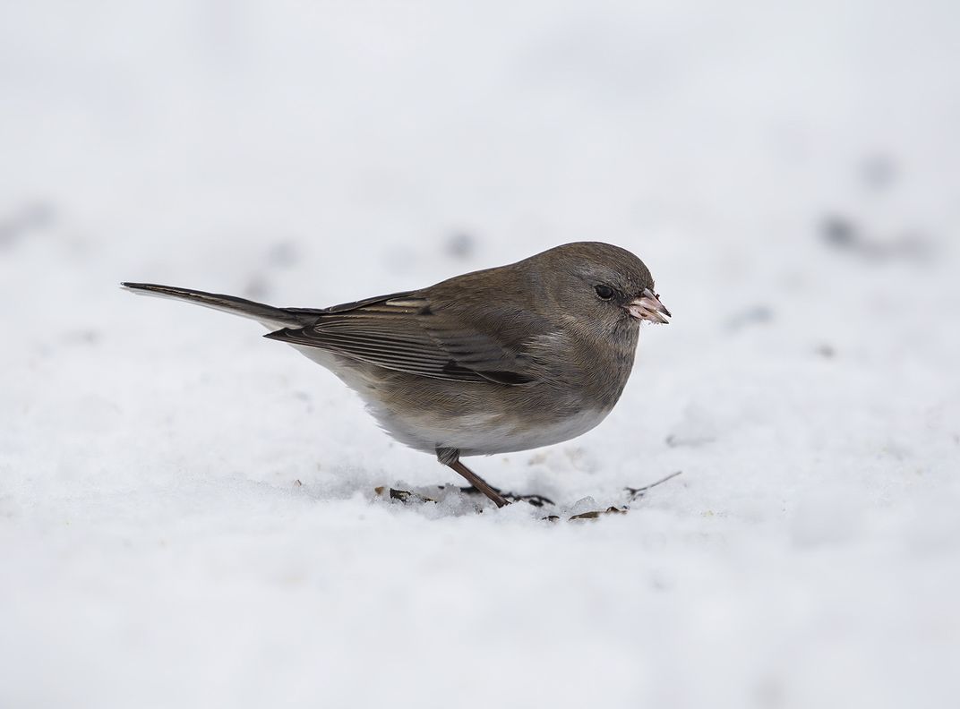 Dark-eyed Junco in the Snow | Smithsonian Photo Contest | Smithsonian ...