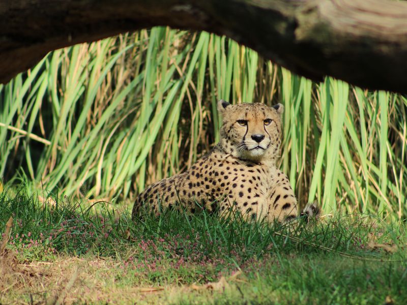 Chilling Cheetah | Smithsonian Photo Contest | Smithsonian Magazine