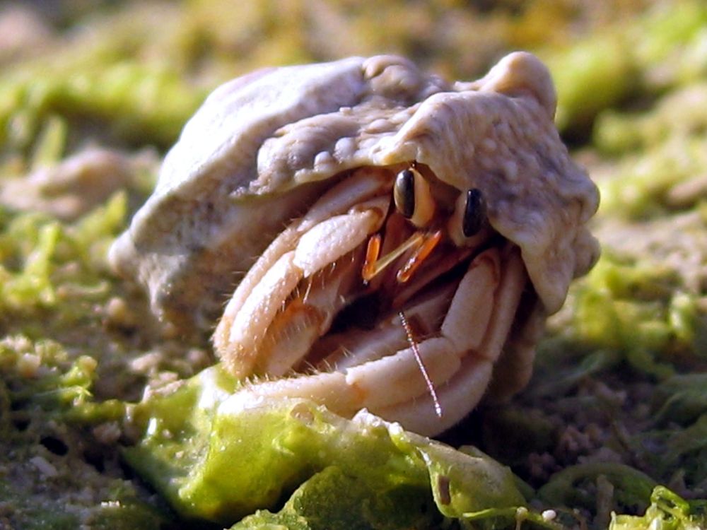 Coming Out of My Shell | Smithsonian Photo Contest | Smithsonian Magazine