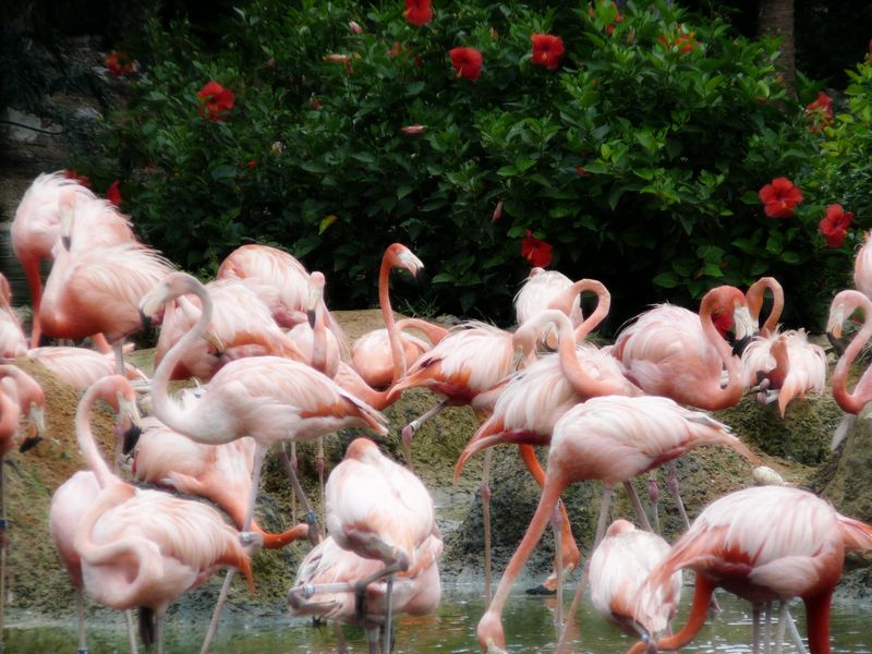 Flock of Flamingos | Smithsonian Photo Contest | Smithsonian Magazine