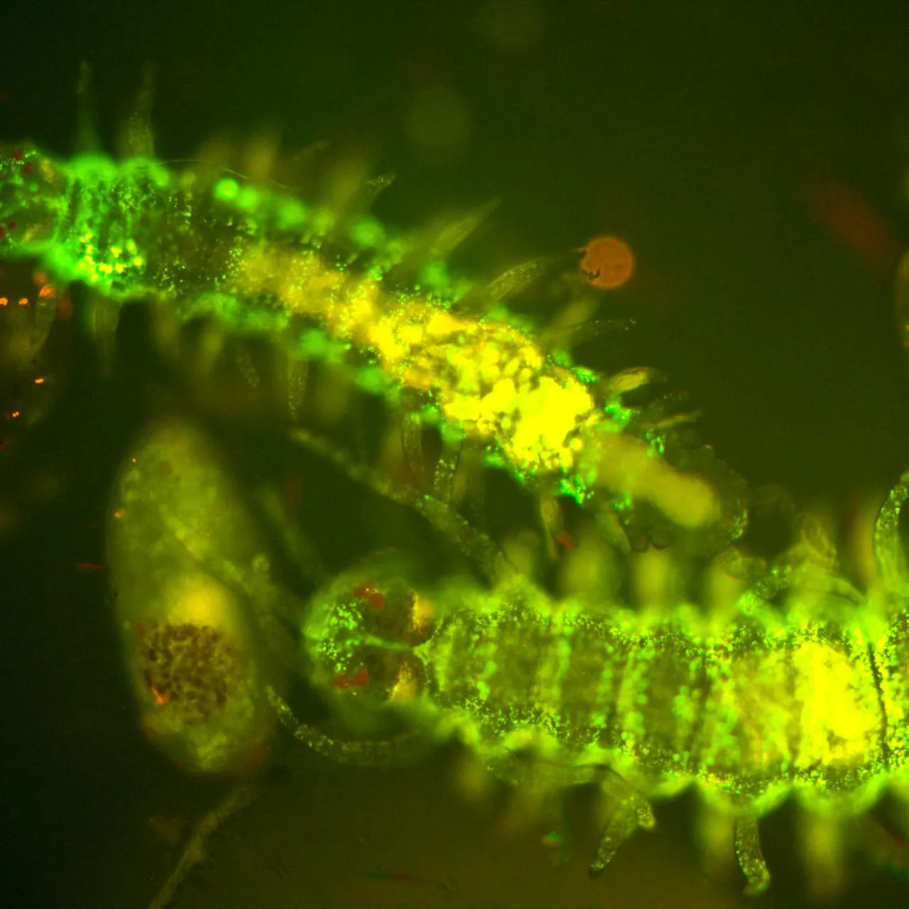 bioluminescence examples