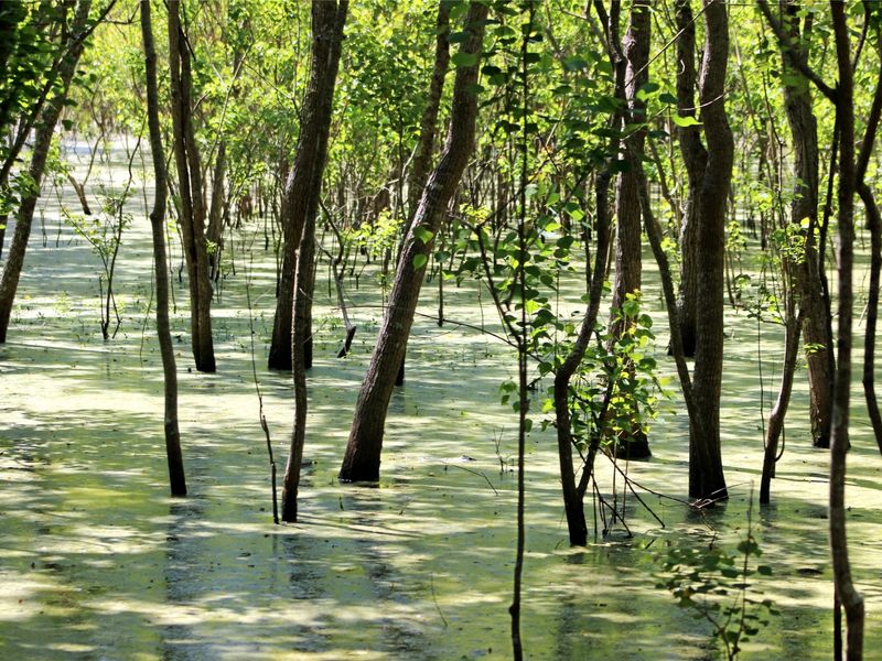 Louisiana swamp area at Baton Rouge Zoo | Smithsonian Photo Contest ...
