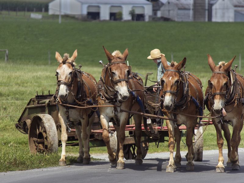A look into the world of the Amish - Mules with plough on their way ...