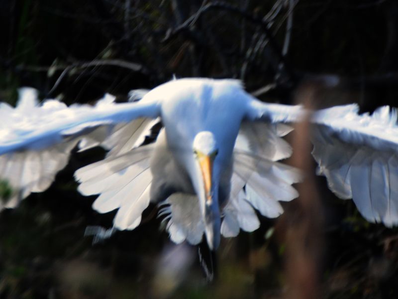 Bird flying in the Florida Everglades | Smithsonian Photo Contest ...
