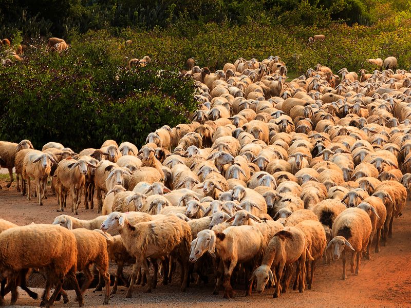 Sheep go back | Smithsonian Photo Contest | Smithsonian Magazine