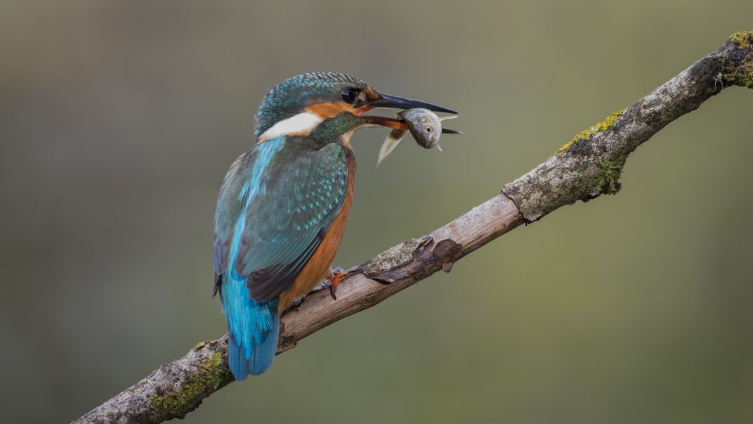 A Kingfisher catching a fish | Smithsonian Photo Contest | Smithsonian ...