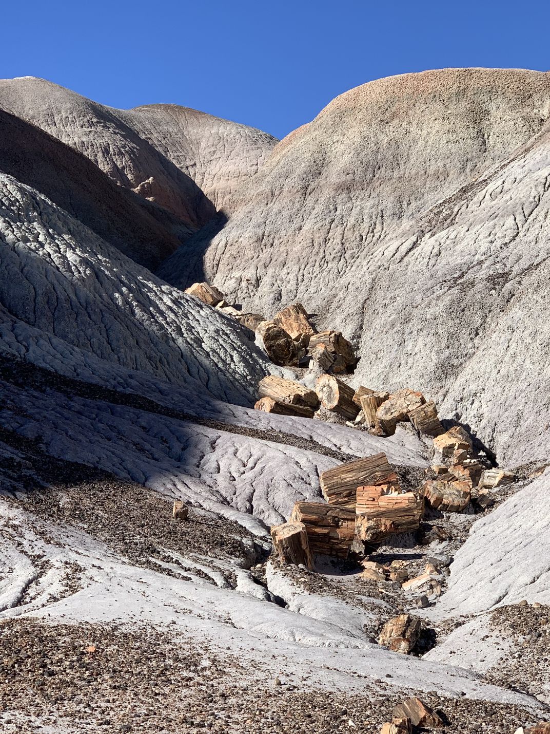 Chunks of petrified wood at Blue Mesa in Petrified Forest National Park ...