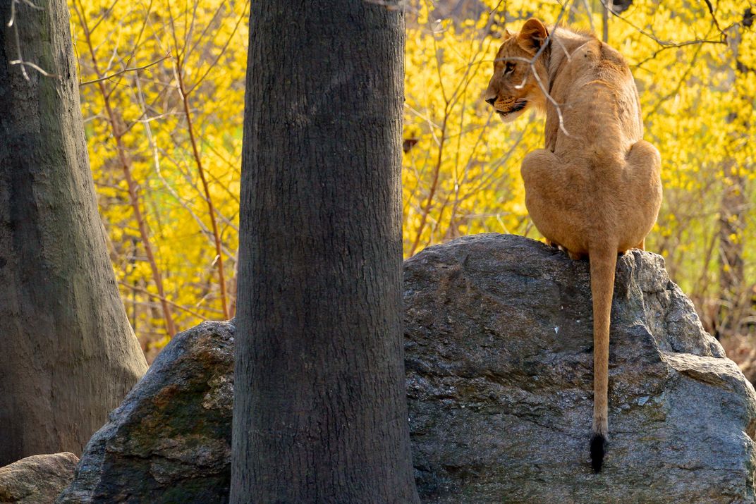 On the first warm day of spring, this yearling lion basks in the ...
