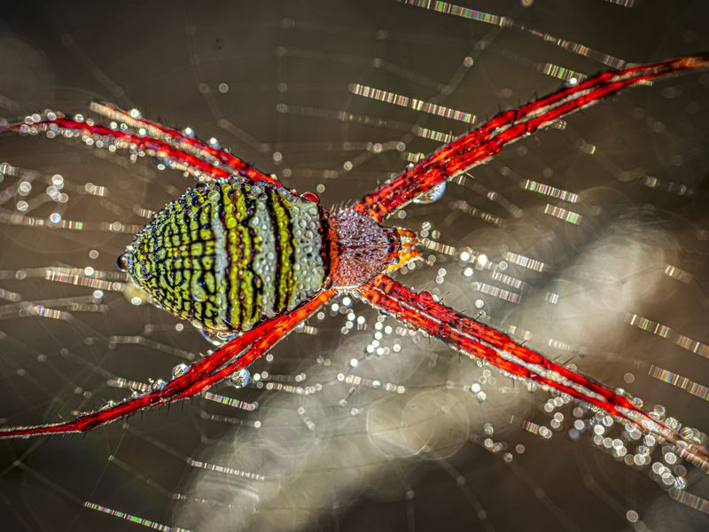 snowfall spider | Smithsonian Photo Contest | Smithsonian Magazine