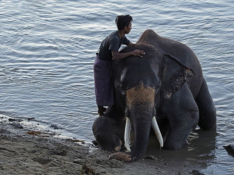 Burmese Elephant photo taken by Nikon D500 | Smithsonian Photo Contest ...