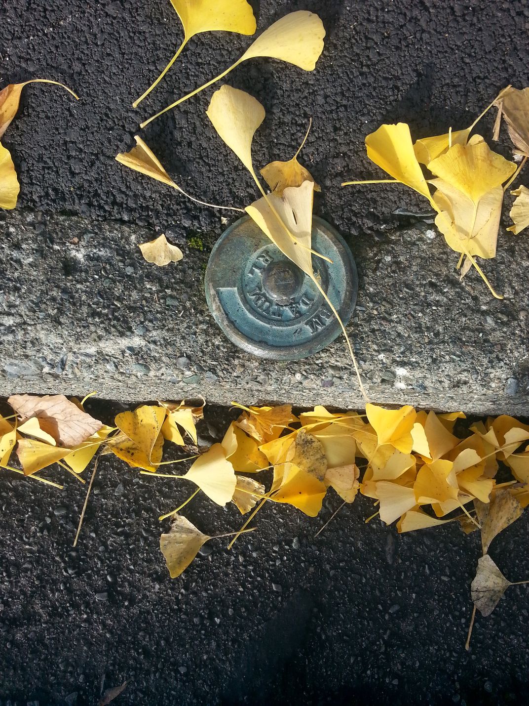 Ginko Leaves in a New Zealand winter | Smithsonian Photo Contest ...