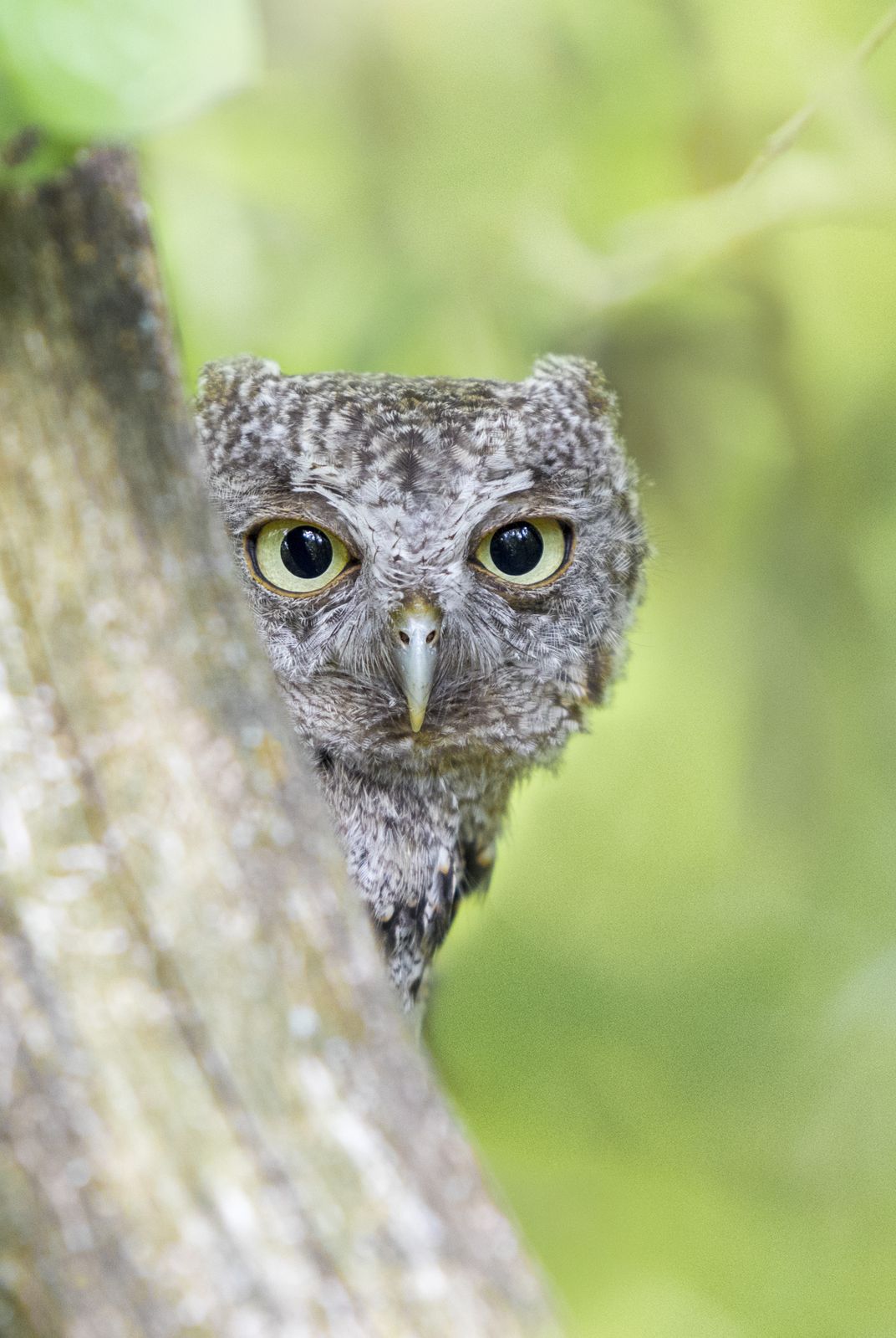 The curious eyes! | Smithsonian Photo Contest | Smithsonian Magazine