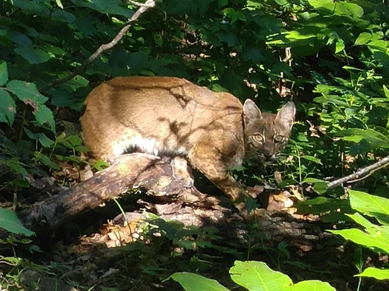 Spotless bobcat | Smithsonian Photo Contest | Smithsonian Magazine