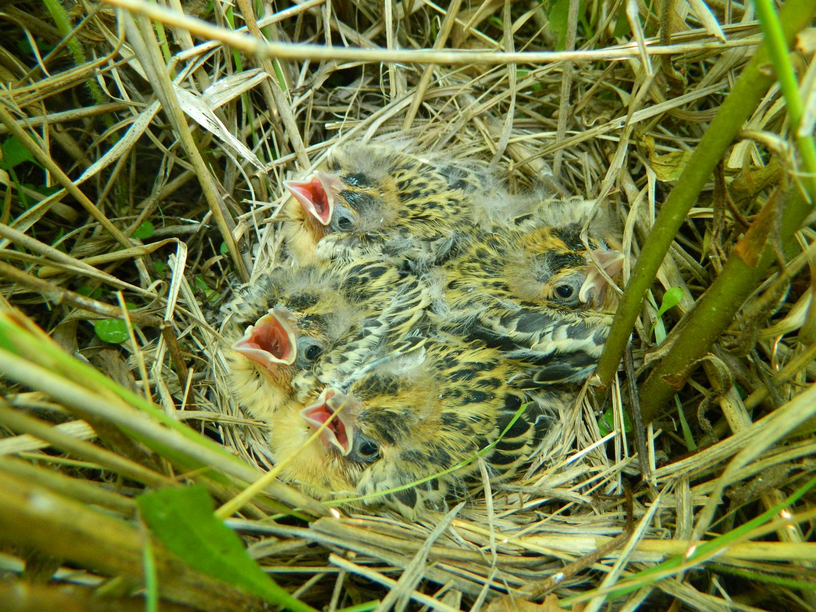 These Teen Birds Love Sleeping In, Too | Smithsonian