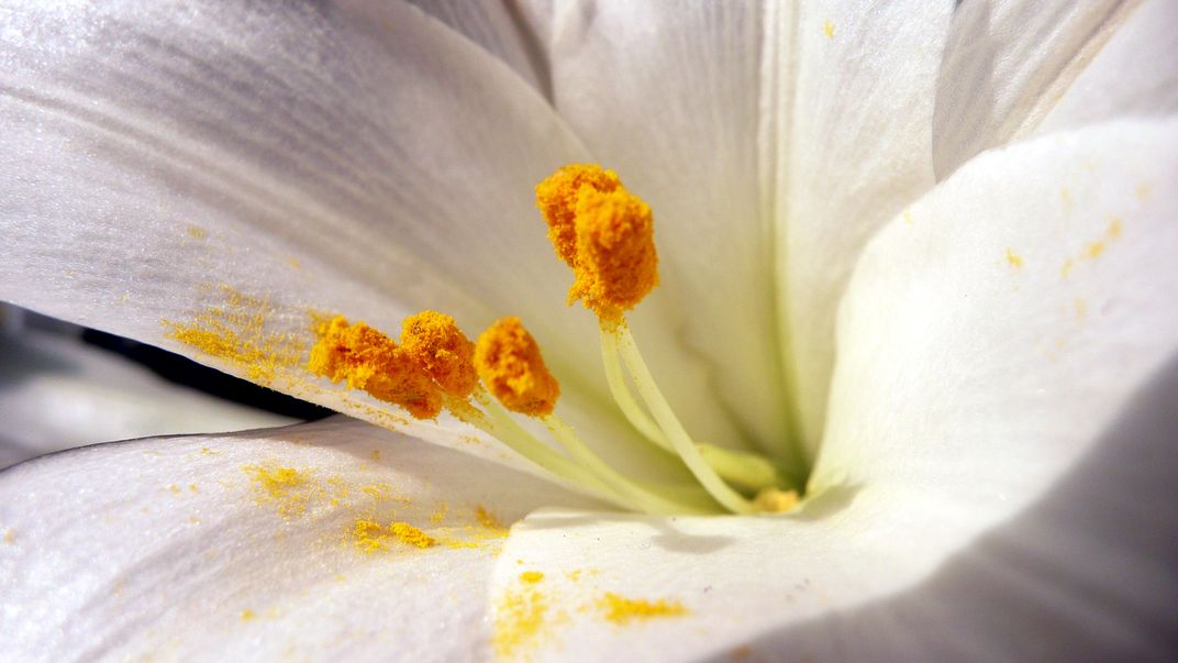 "Bright Begginings" The core of the flower how everything starts ...