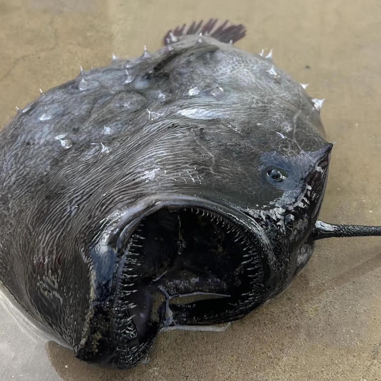 Real Angler Fish Beachcombers Discover Rare, Deep Sea Anglerfish
