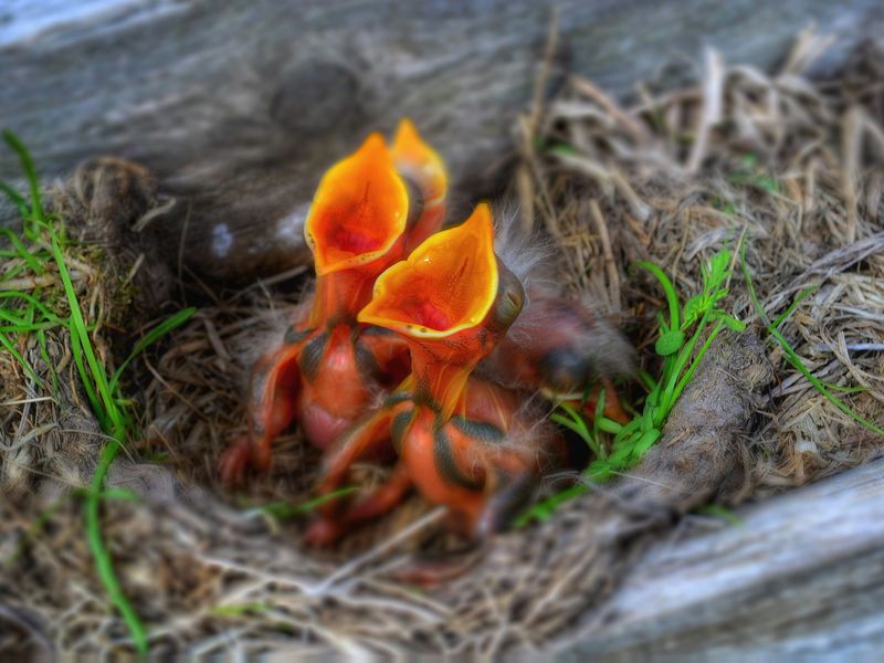 American Robin Chicks | Smithsonian Photo Contest | Smithsonian Magazine