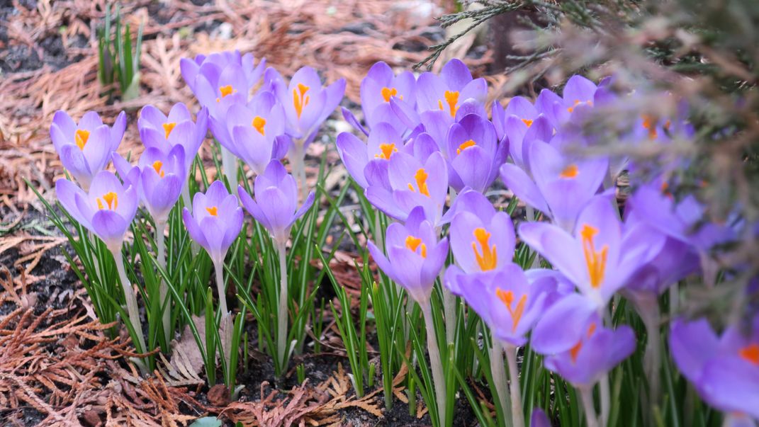 Spring Is Here | Smithsonian Photo Contest | Smithsonian Magazine